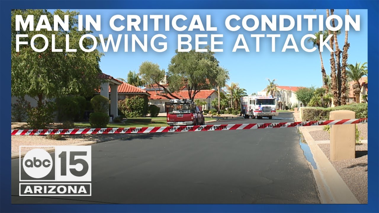 Man in critical condition after bee attack near 56th Street and Shea ...