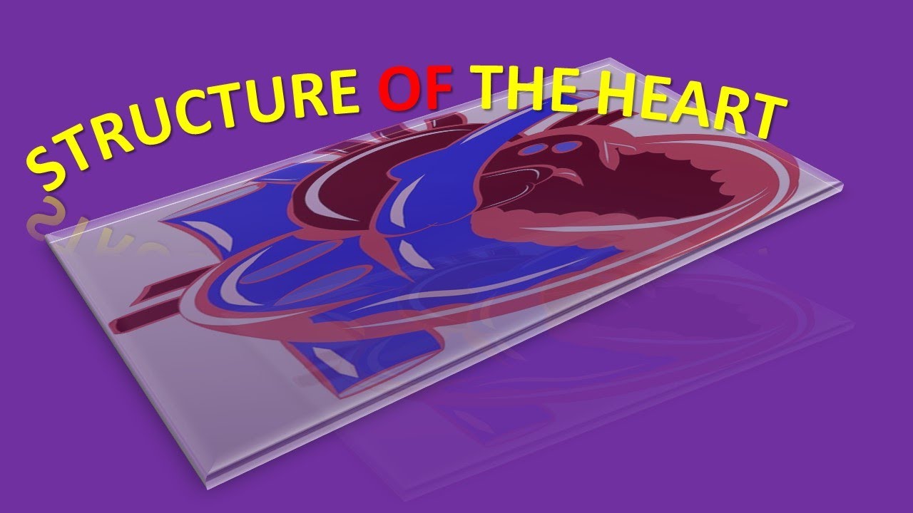 What Is The Structure Of The Heart YouTube what-is-the-structure-of-the-heart-youtube