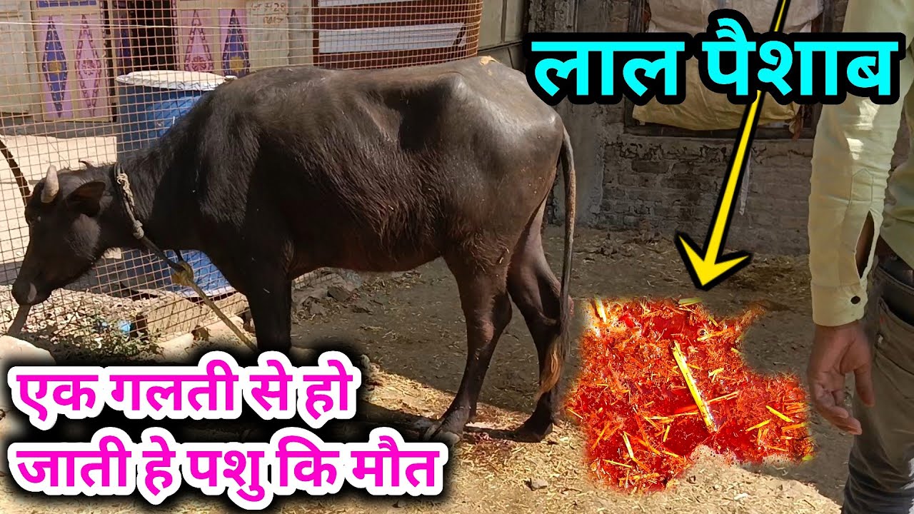 Pashu ke peshab mein khoon aana | red water disease | tick fever ...