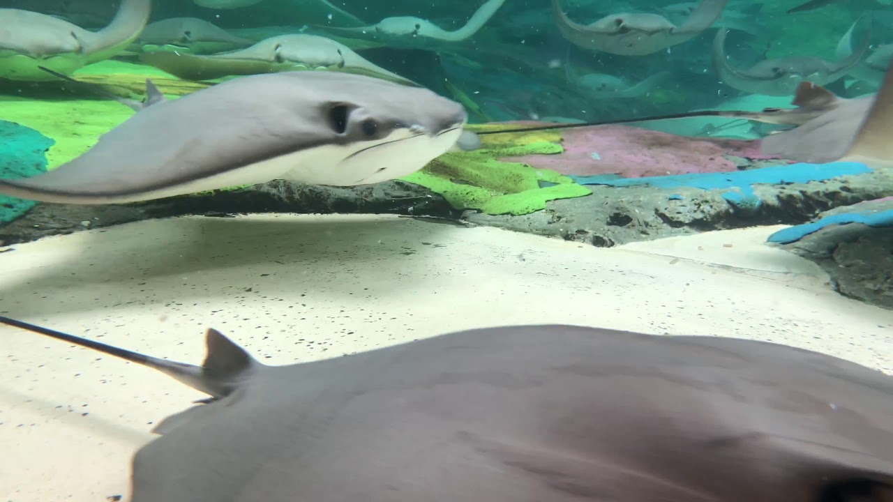 Petting and Feeding Stingrays at Seaworld! - YouTube