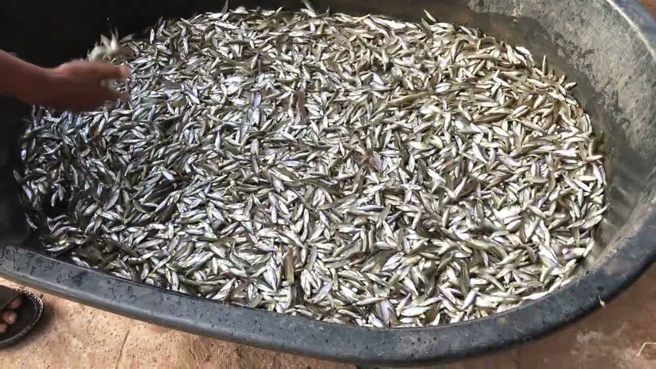 Real life 100% Net Fishing Under A Dam At The Countryside, How To ...