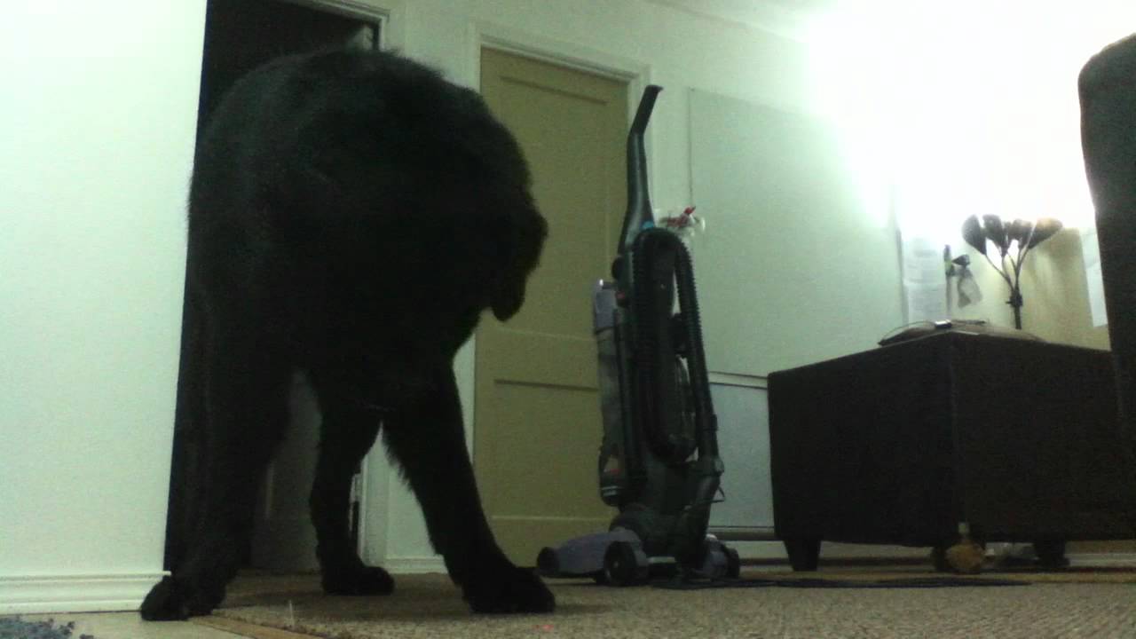 Funny Newfoundland Puppy Pouncing - YouTube