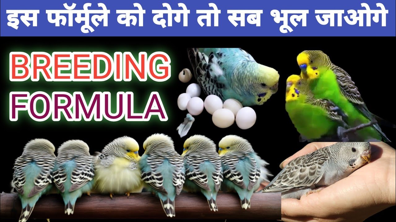 Transform Your Budgerigar Breeding Results with This Powerful Breeding ...