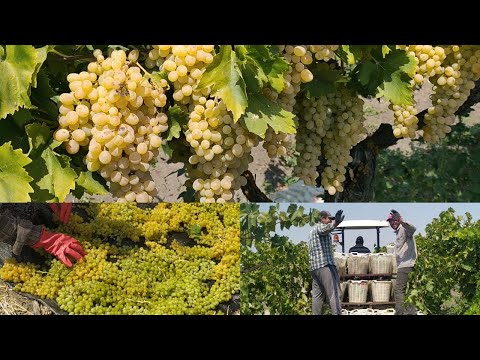 Üzüm Hasadına Başladık! Sultani Çekirdeksiz Üzüm | Manisa