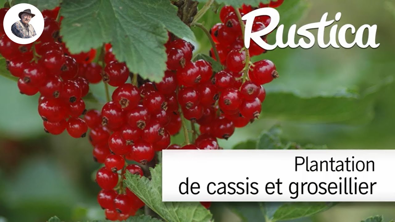 Comment planter des cassissiers et des groseilliers à grappes - YouTube