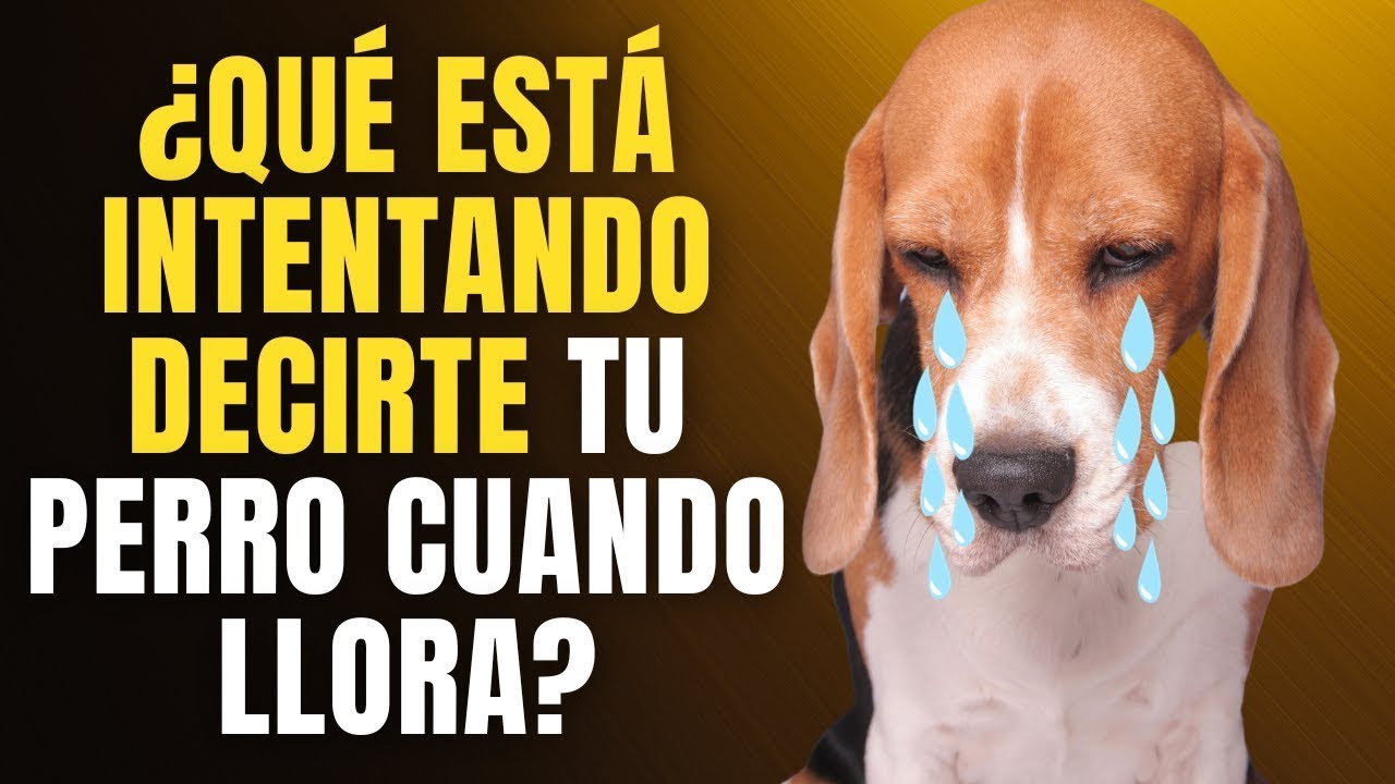 LOS MOTIVOS MÁS COMUNES POR LOS QUE TU PERRO LLORA - YouTube