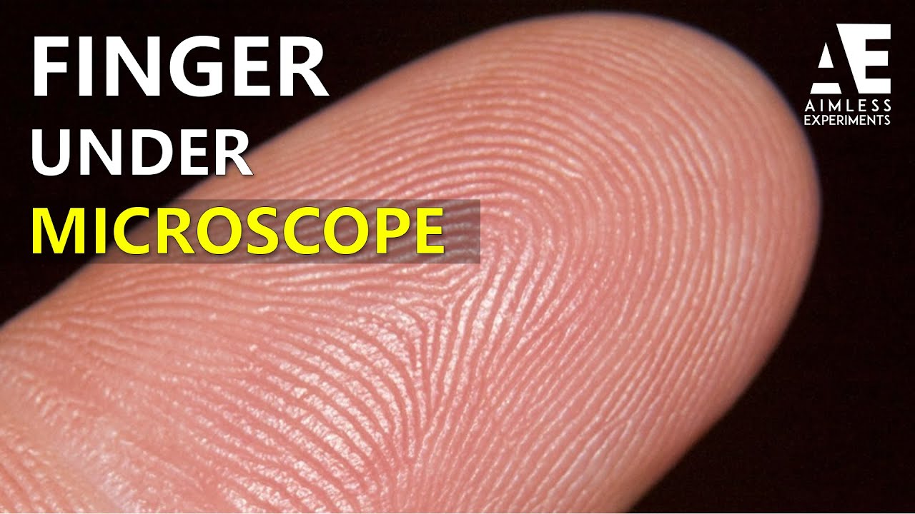 Fingerprints And Sweat Glands Under Microscope Camera | Aimless ...