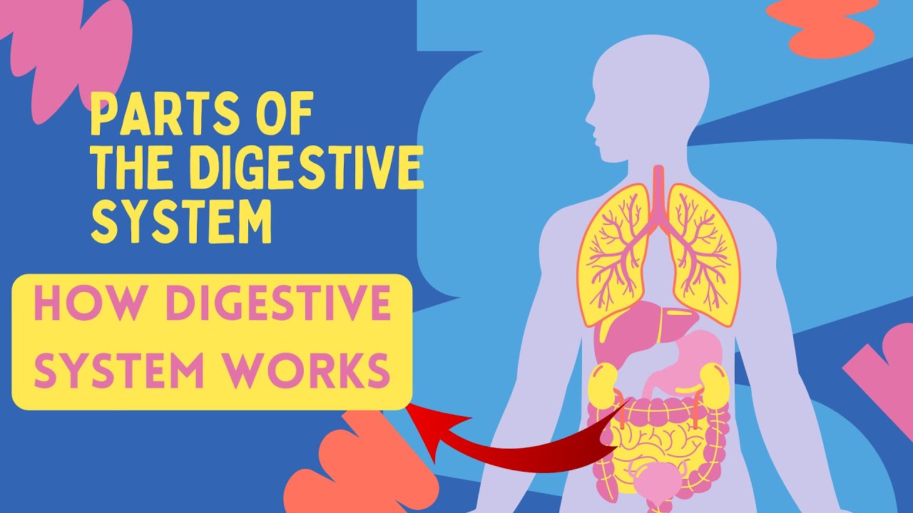 How Digestive System Works Digestive System Parts Its Functions how-digestive-system-works-digestive-system-parts-its-functions