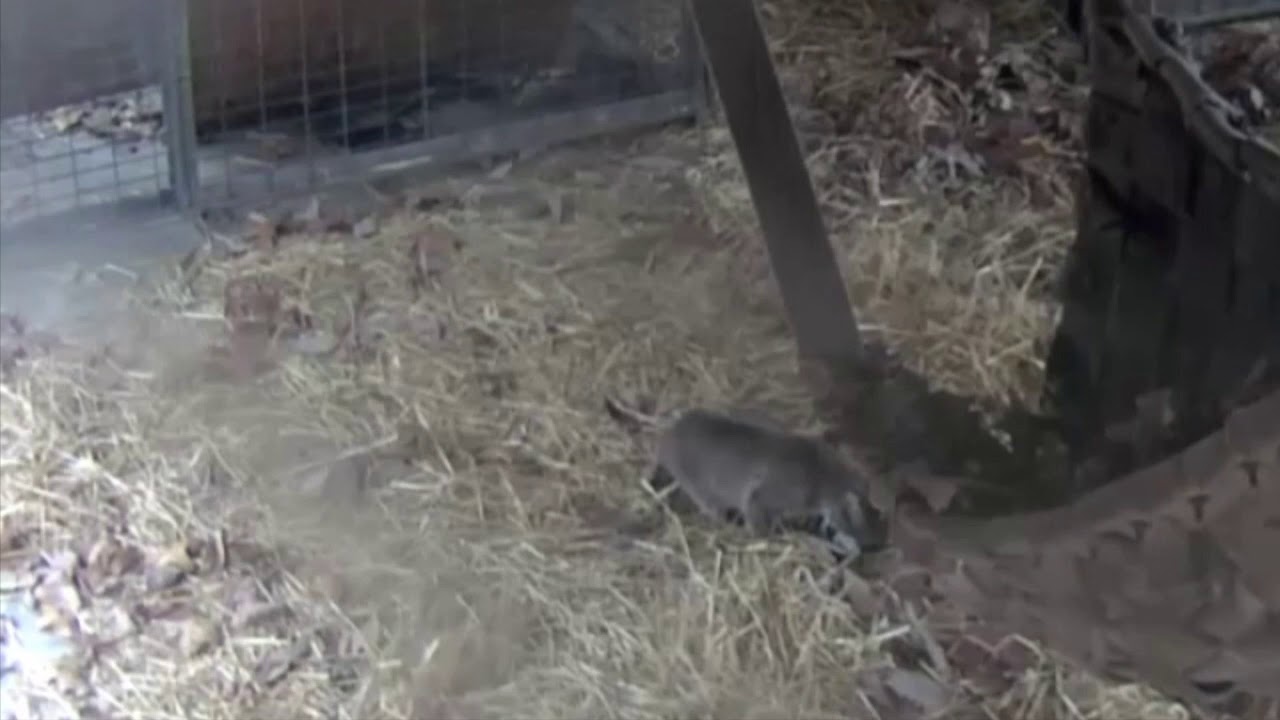 Bobcat Wildlife Center of Virginia 11-15-2019 - YouTube