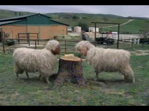 Skittles - Sheep Boy Commercial - YouTube