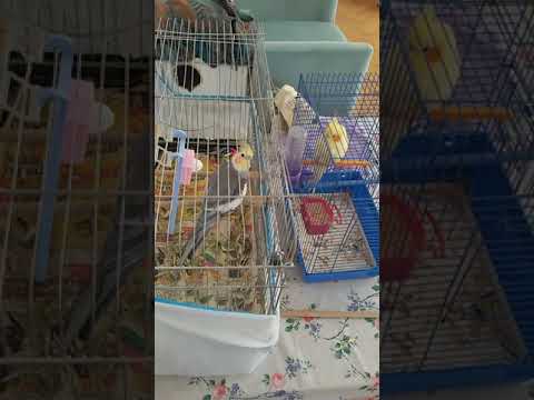 Meriç kendini bana sevdirdi