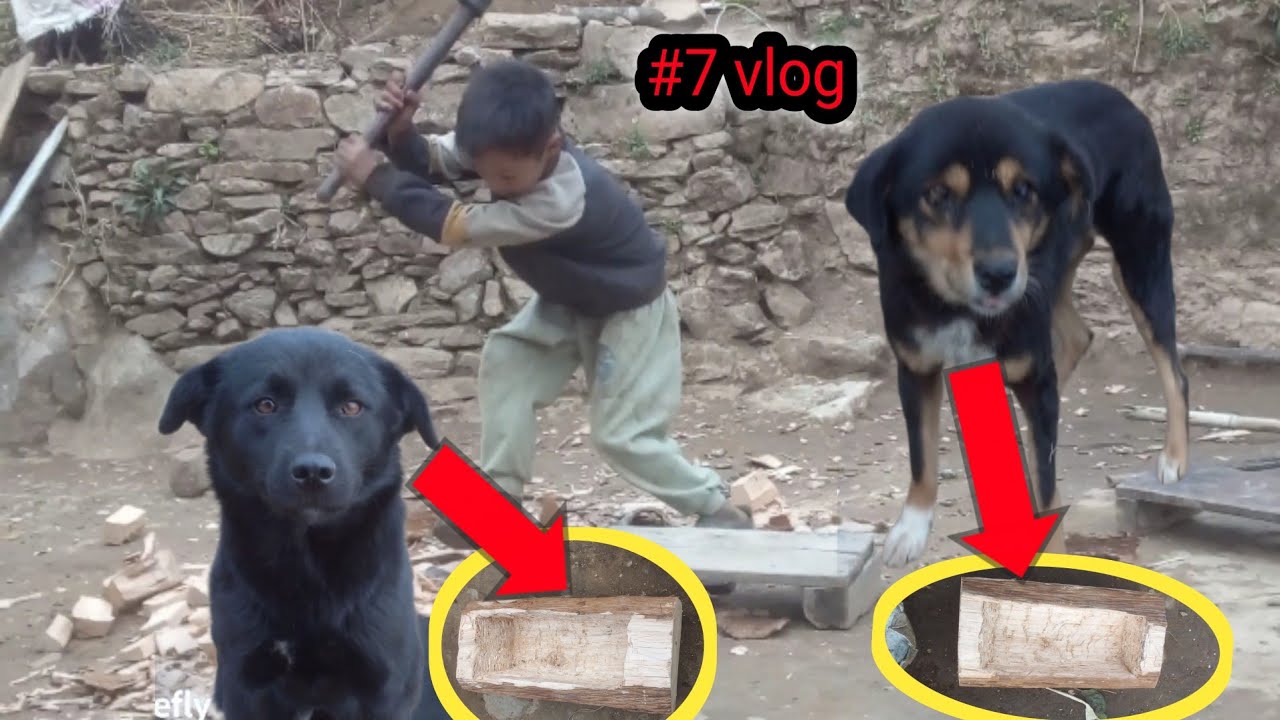 2 Rani Dog ko lagi khana khane vada banaidiye aaj🤔 @BebsVlog2024 # ...