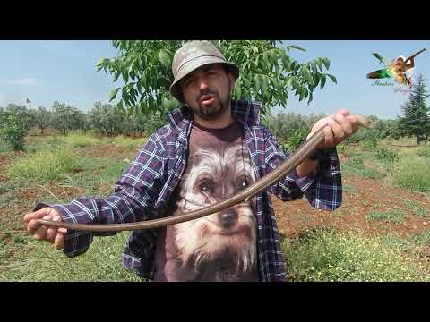 Yılan değil.! Zehirli hiç Değil.! Oluklu KERTENKELE