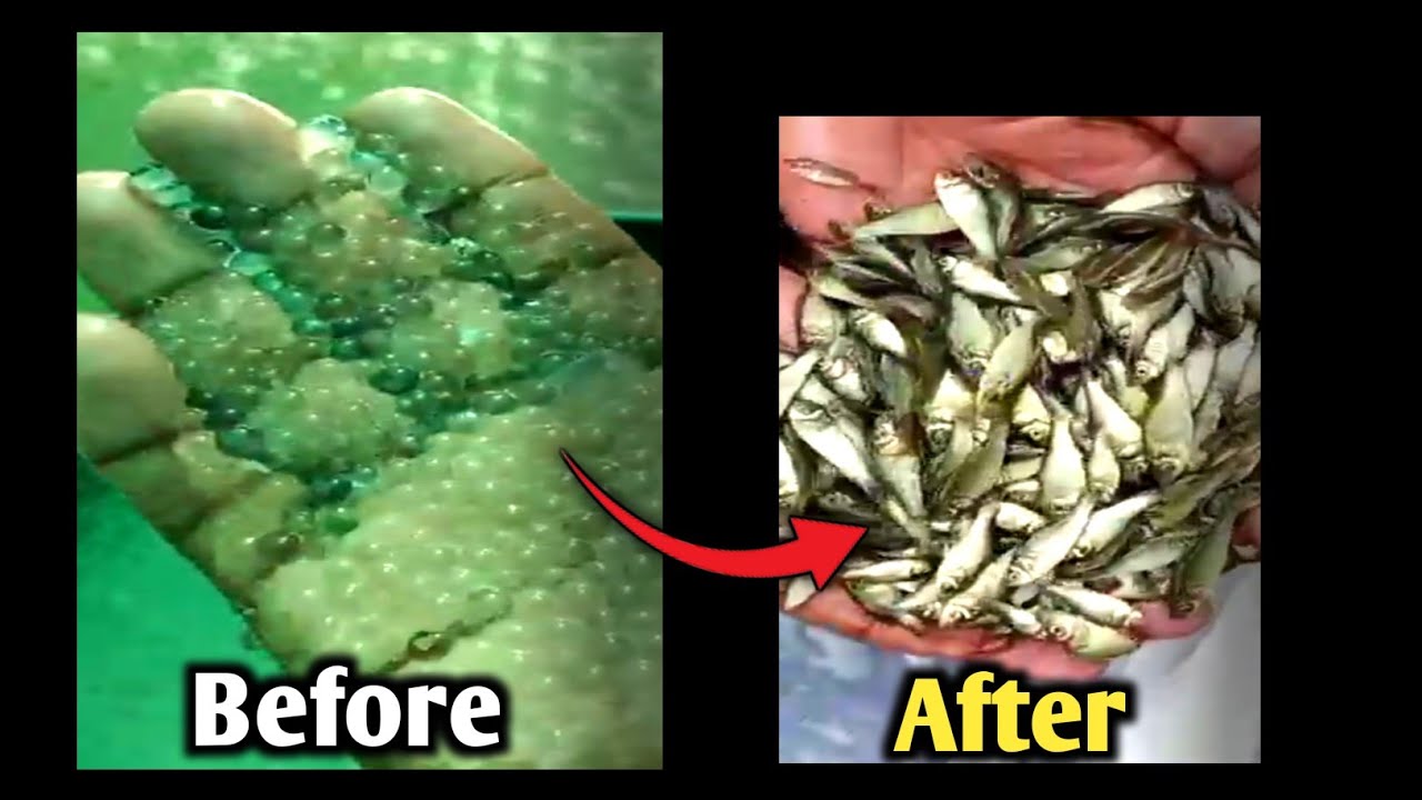 fish egg from grass carp fish / fish breeding 😱 - YouTube