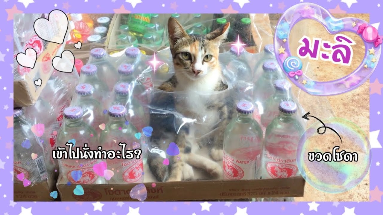 CAT || มะลินั่งเล่นในถาดขวดโซดา || Aui & Cat - YouTube