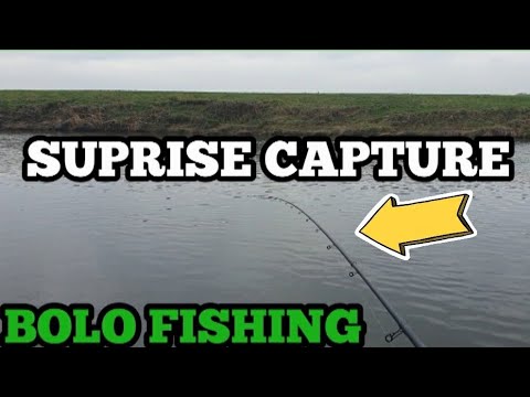 SUPRISE CAPTURE!! BOLO FISHING FOR DACE AND ROACH - YouTube