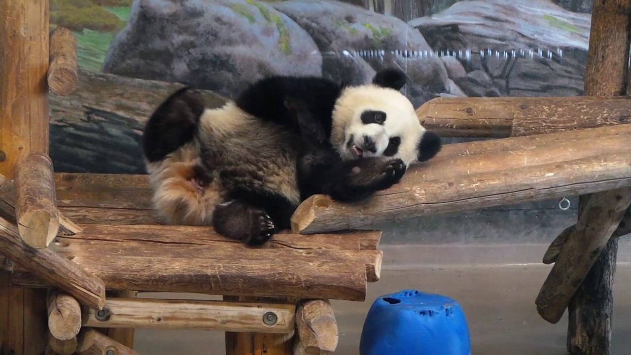 Super tired panda at Toronto zoo - YouTube