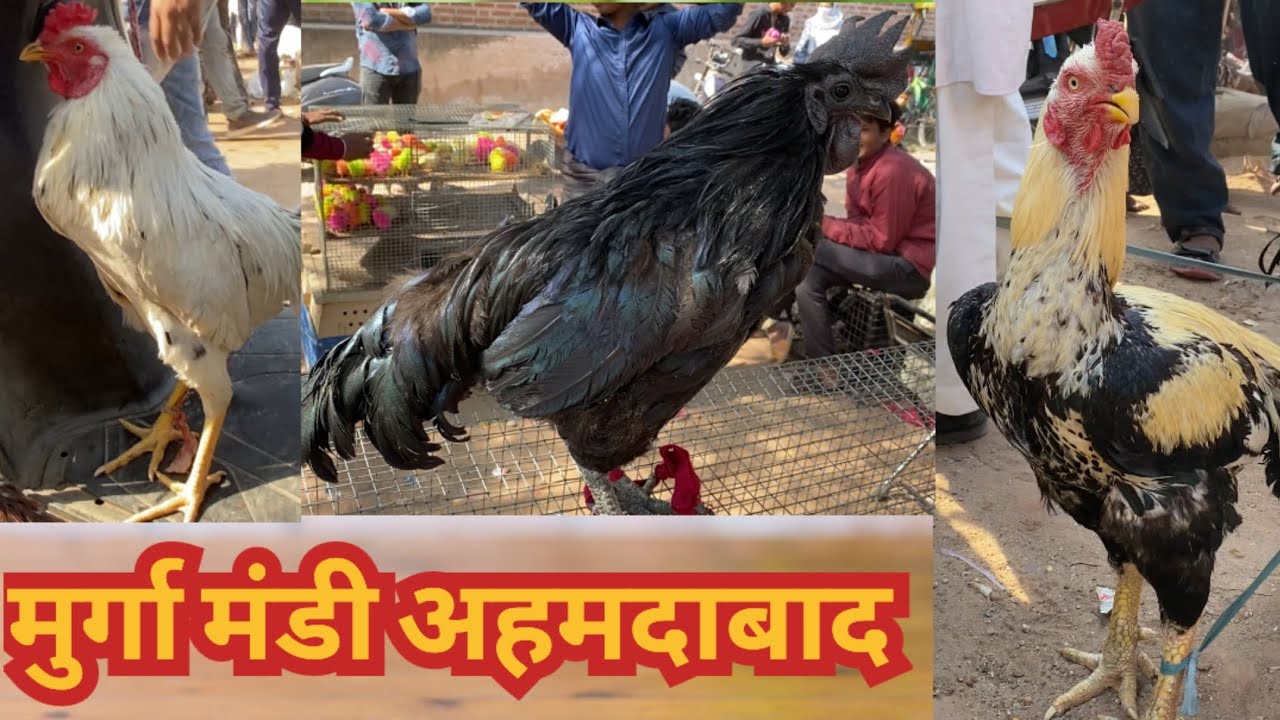 murga mandi Ahmedabad # Kadaknath murga # asil murga price # Murga ...