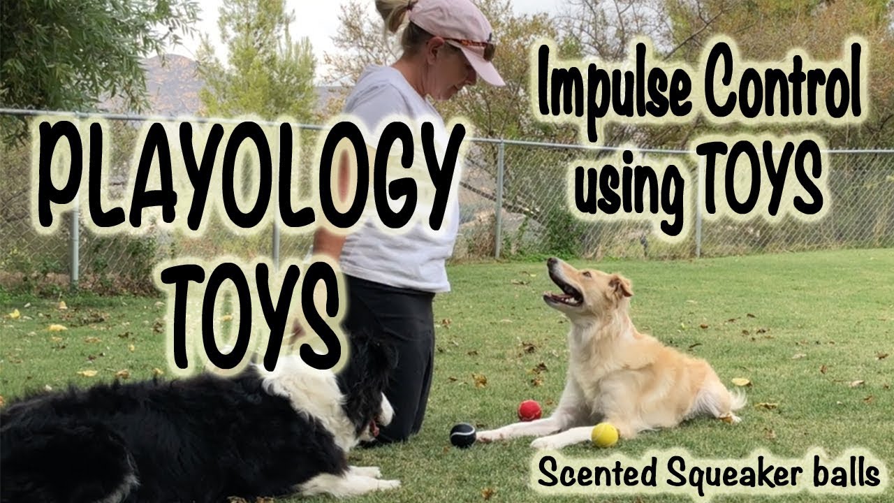 Impulse Control: Playology Toys - Dog Training - YouTube