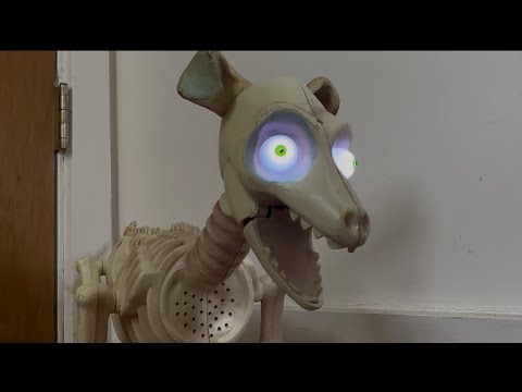 Gemmy Boney Barney Skeleton Dog & Mummy Dog Review - YouTube