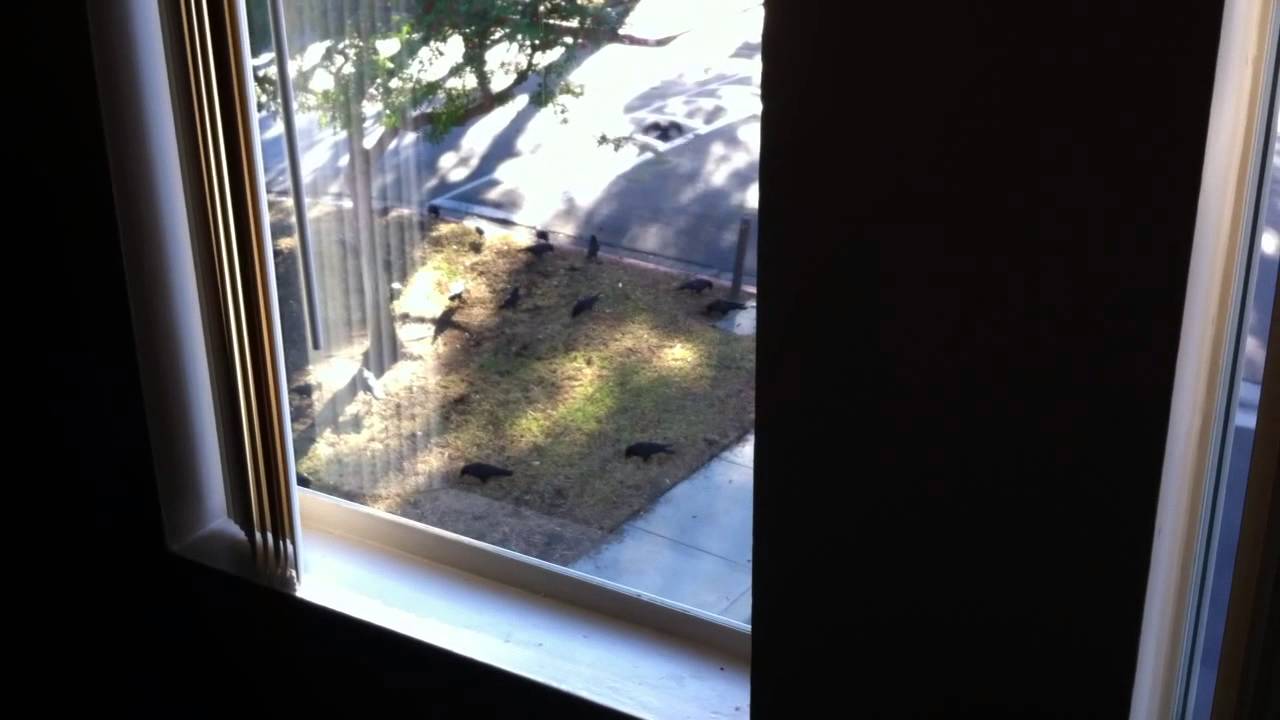 Mmm grass seed - YouTube