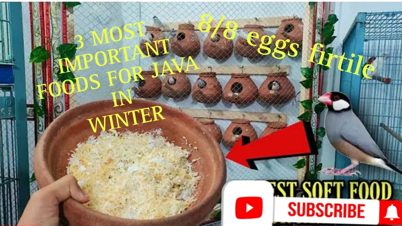 3 most important Soft foods for java in winter | ya soft food use krien ...
