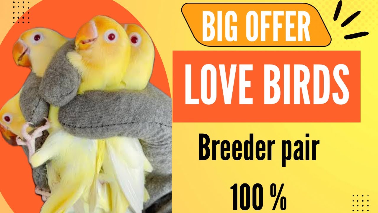 Love birds Big Offer breeder pair for sale | Butt Aviary Official 007 ...