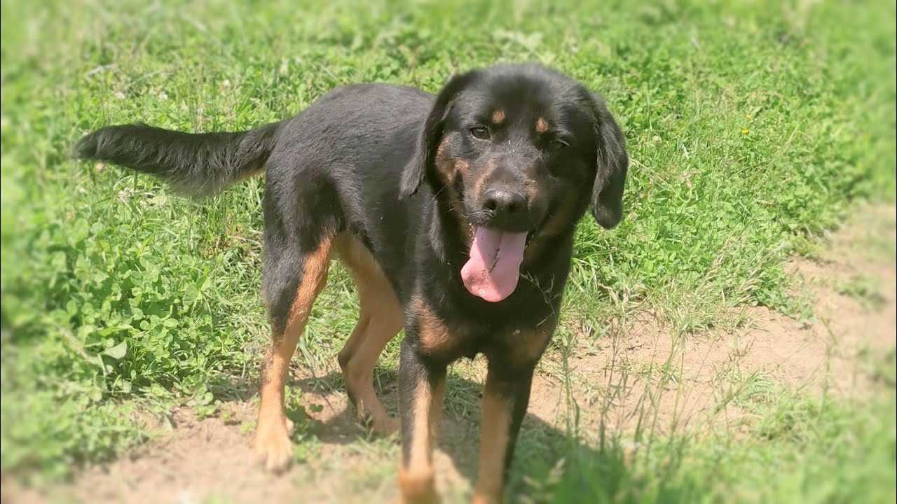 Sofie I Adoption of Dogs from Bosnia - YouTube