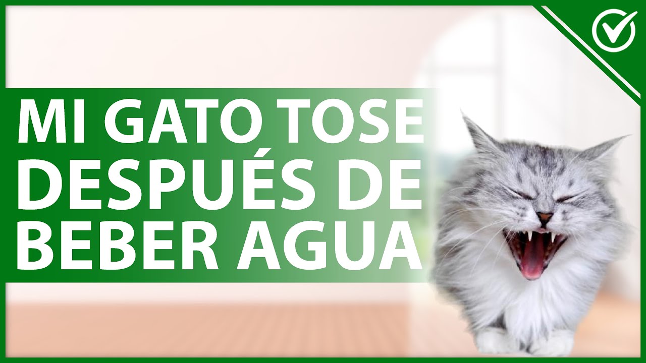 🐈 ¿Por qué mi GATO TOSE cuando toma agua y qué hacer? 😫🐈 - YouTube