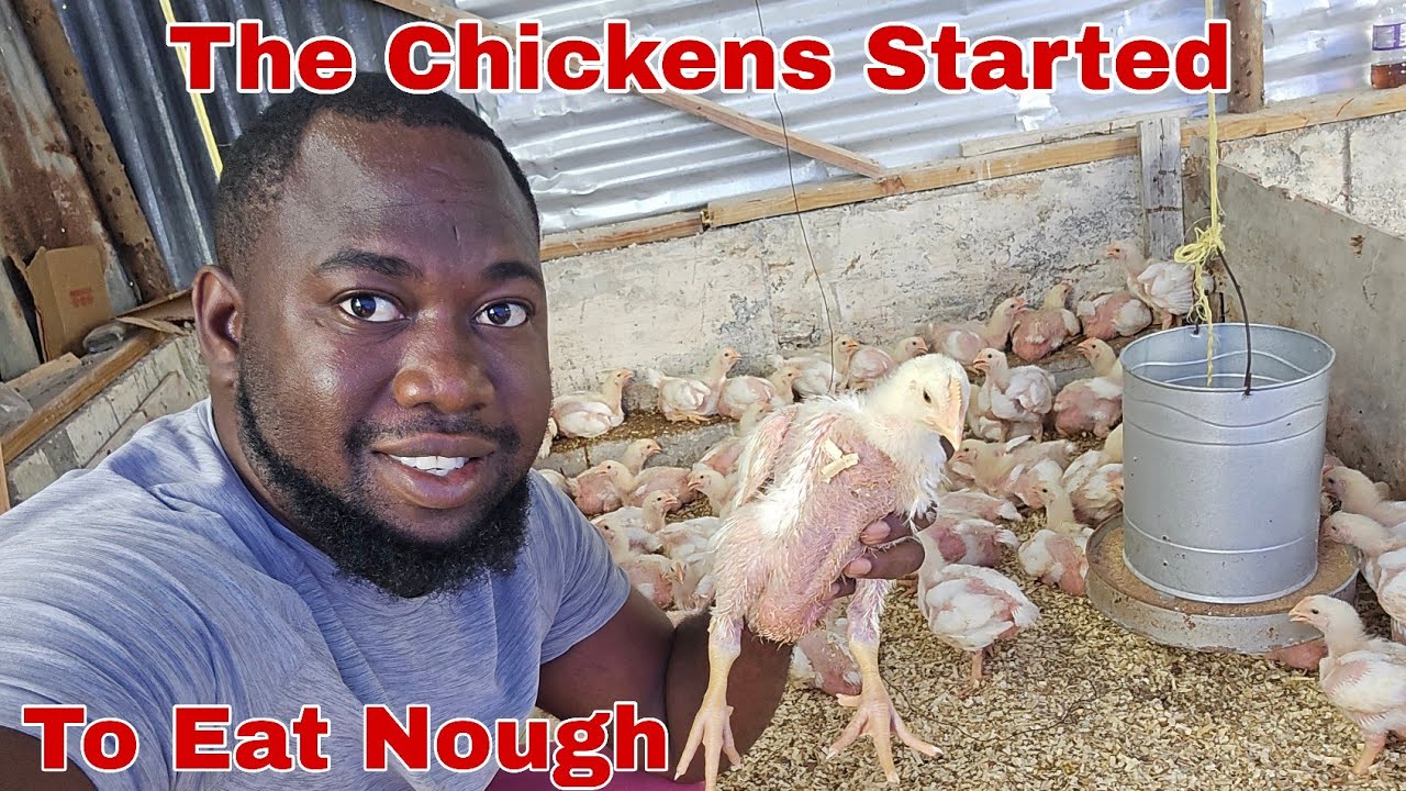 The Chickens Started to eat alot , getting so big for two weeks. - YouTube