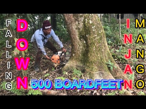 FALLING DOWN 500 BOARD FEET INJAN MANGO TREE - YouTube