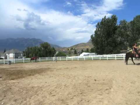 Clinton Anderson Method One Rein Stops & Yield to a stop - YouTube