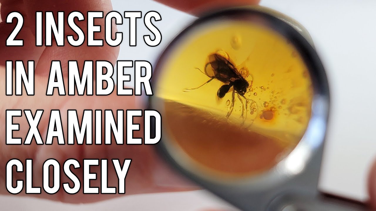 2 Insects in Amber Under A Microscope 🔬 - YouTube
