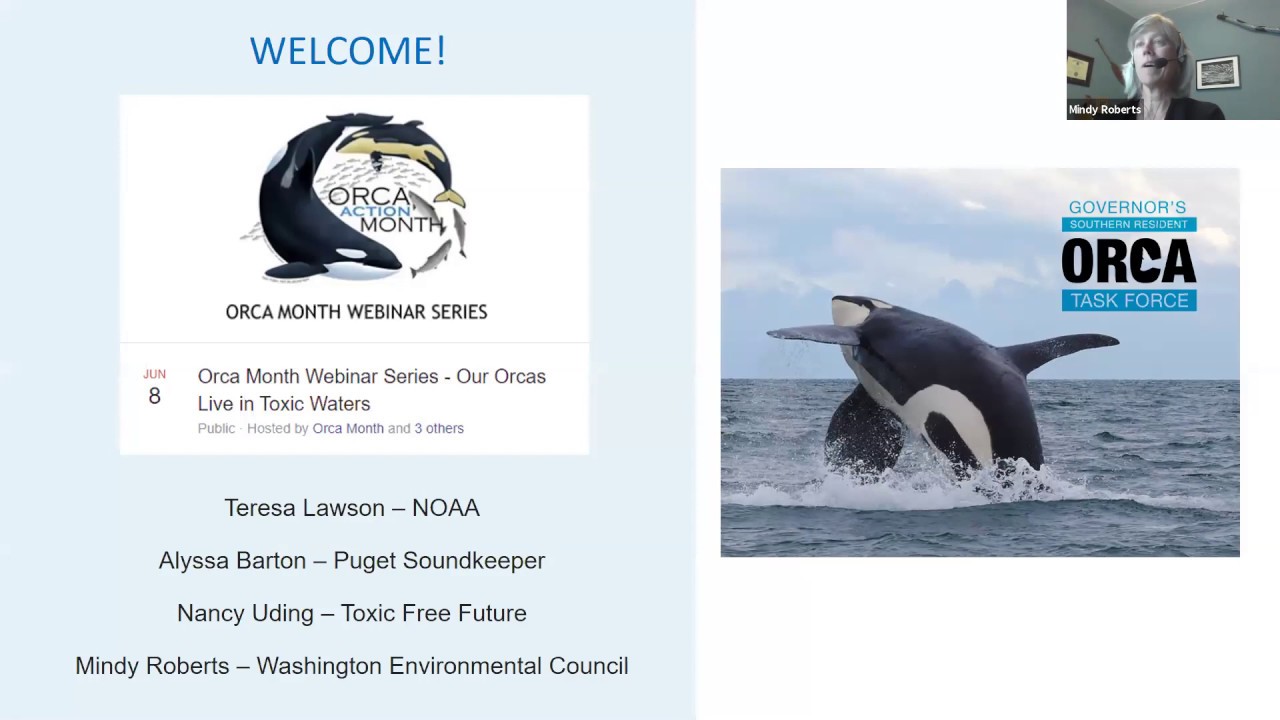 Orca Network Orca Month Webinar Series: Our Orcas Live in Toxic Waters ...
