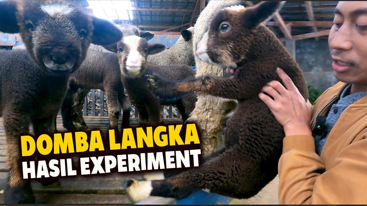 DOMBA UNIK Hasil Experiment Breeding Domba Batur Panda Harganya Bisa ...