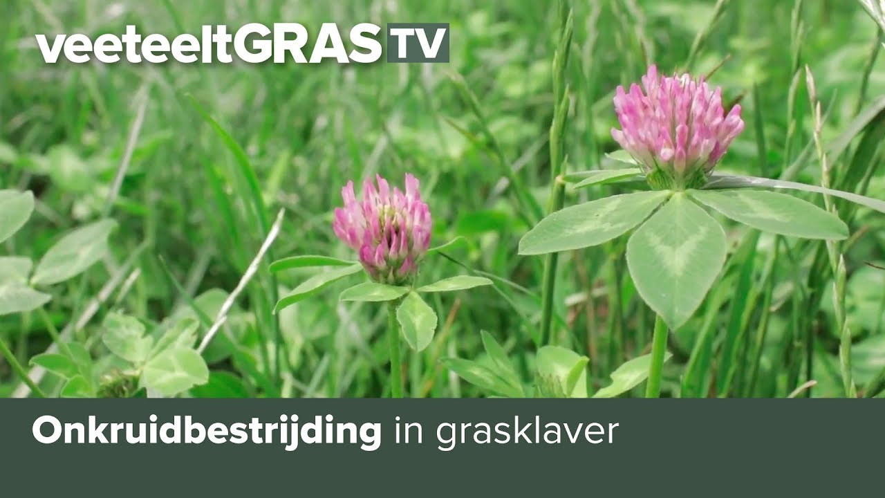 Onkruidbestrijding in grasklaver - YouTube