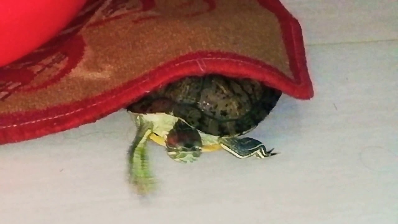 Pet Turtle loves scratching his shell.Adult red eared slider.Fifa.Funny ...