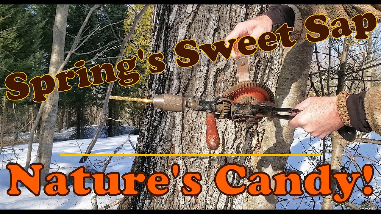 How to Tap Maple Trees for Sap Homemade Maple Syrup (Part 1) # ...