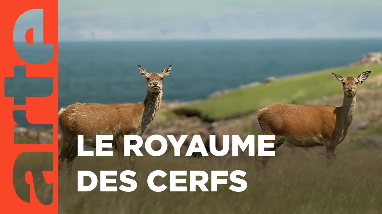 Sur l'île de Rùm, les cerfs écossais sont rois | Invitation au voyage ...