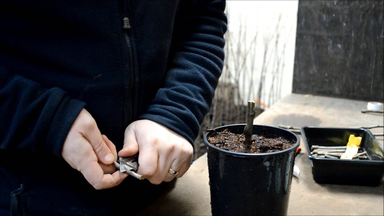 Beginners Guide to Grafting Trees (Apple Demonstration) - YouTube