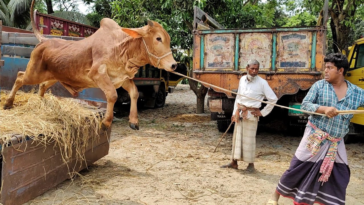 Cow unloading at very popular village cattle market | Cow unloading ...