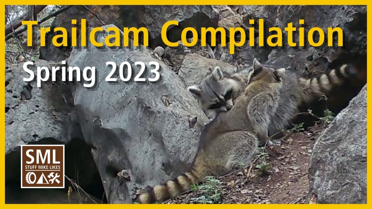 Spring 2023 Update - March 19th, 2023 | Spring is near and the critters are active! - YouTube