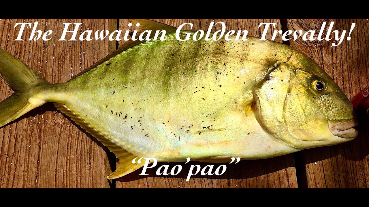 Hawaiian Gold! Golden Jack Trevally! - YouTube