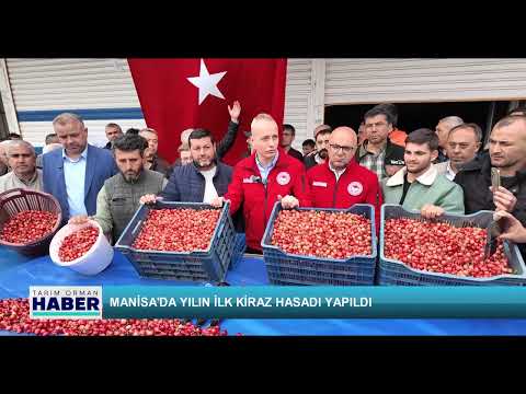Manisa'da yılın ilk kiraz hasadı yapıldı