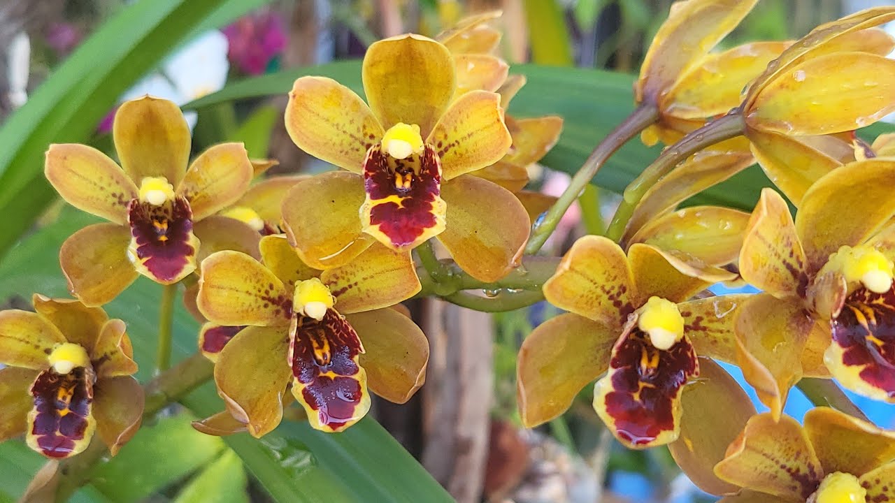 ORCHID GARDEN WALK, BLOOMS EVERYWHERE!!!! March 30, 2023 - YouTube