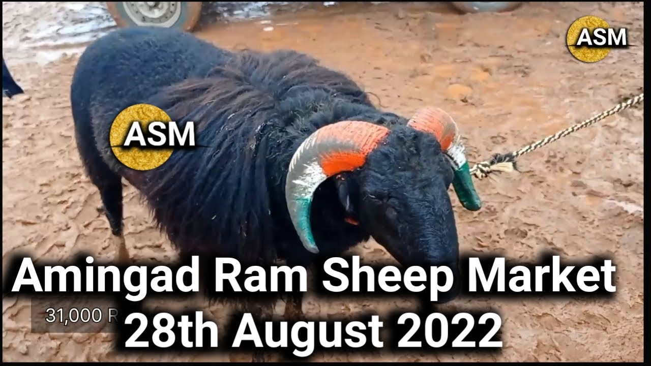 Episode -23| Amingad Fighter Ram Sheep Market, Bagalkot, Karnataka ...