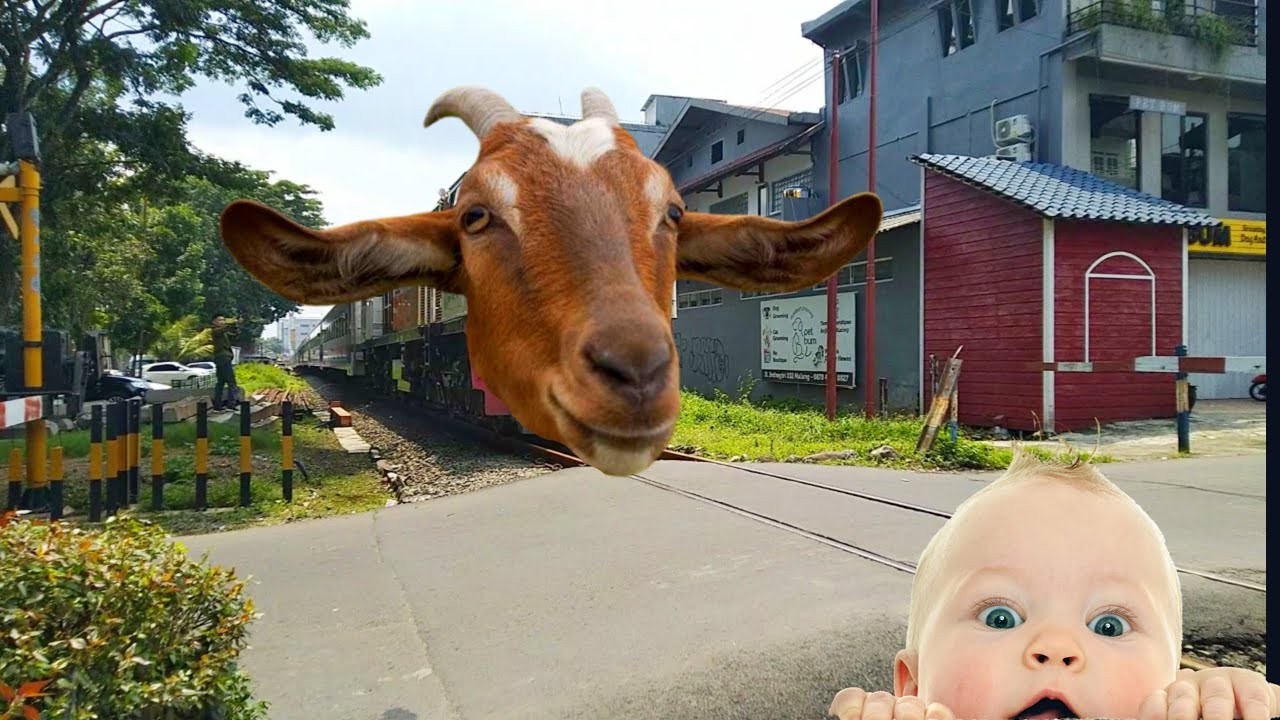Funny Goat Head Train Is About To Pass 🤪 - YouTube