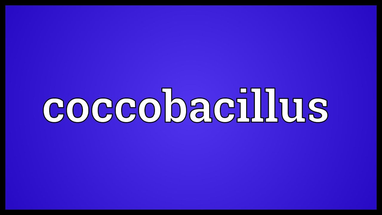 Coccobacillus Meaning - YouTube