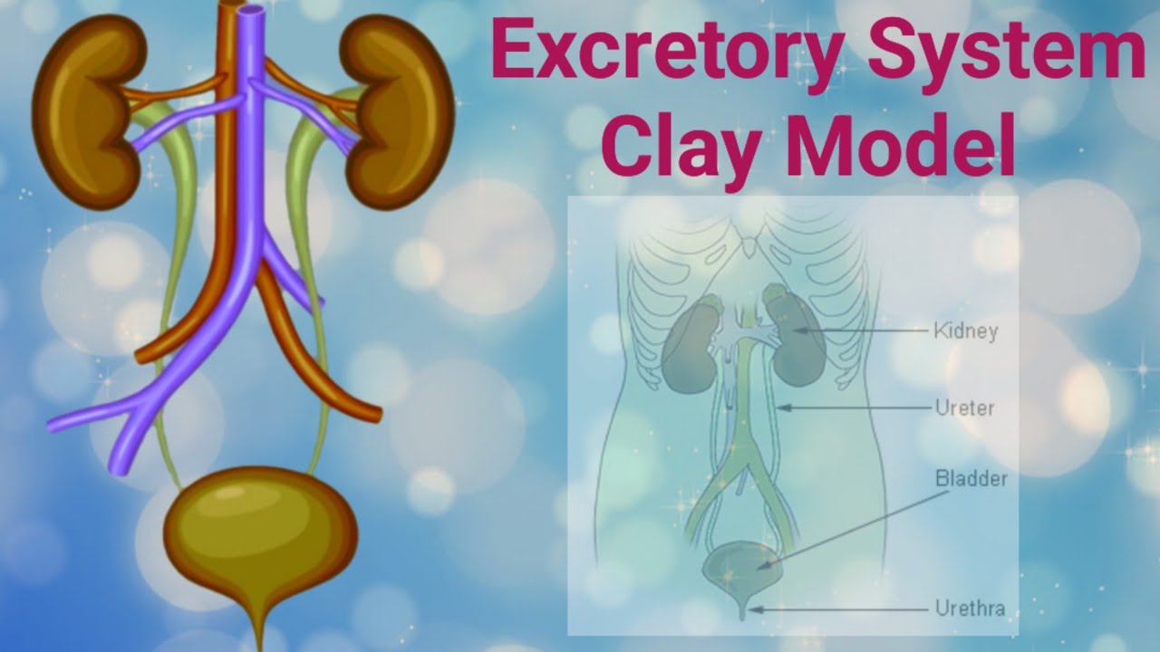 How to make Excretory System Clay Model for Students - YouTube