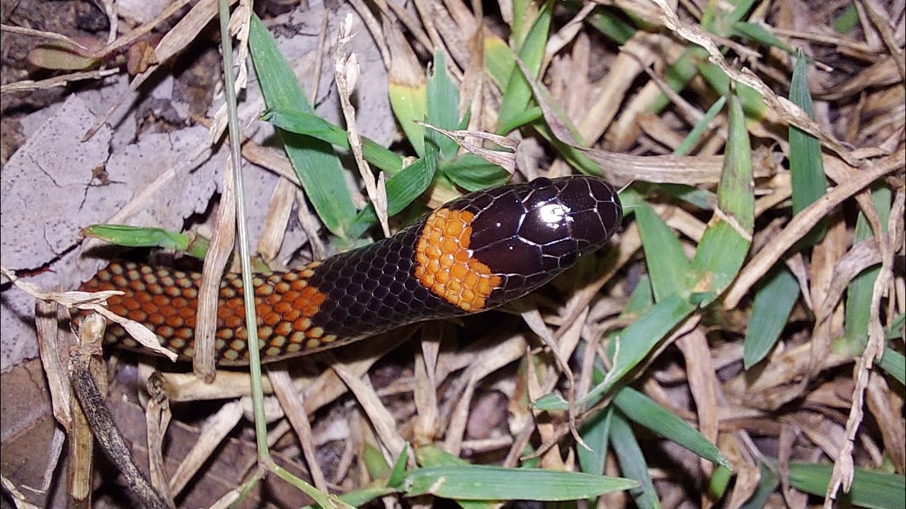 Adult Red-Naped Snake! - YouTube